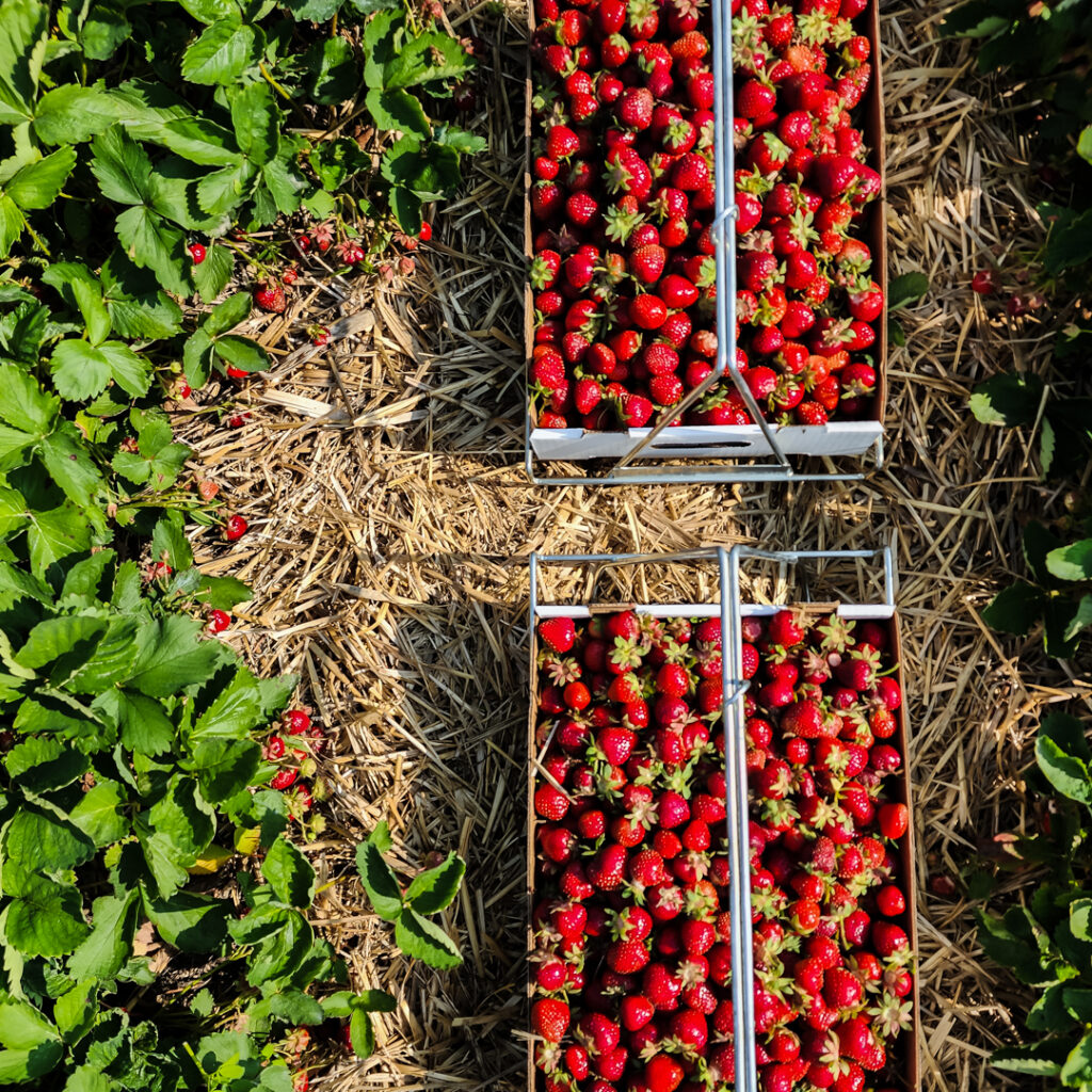How To Freeze Fresh Berries - Pretty. Simple. Sweet.